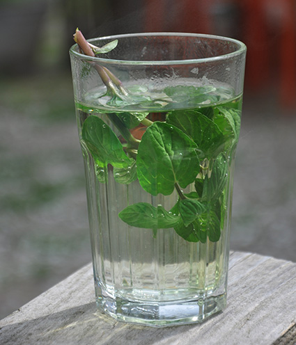 muntthee - De Proloog